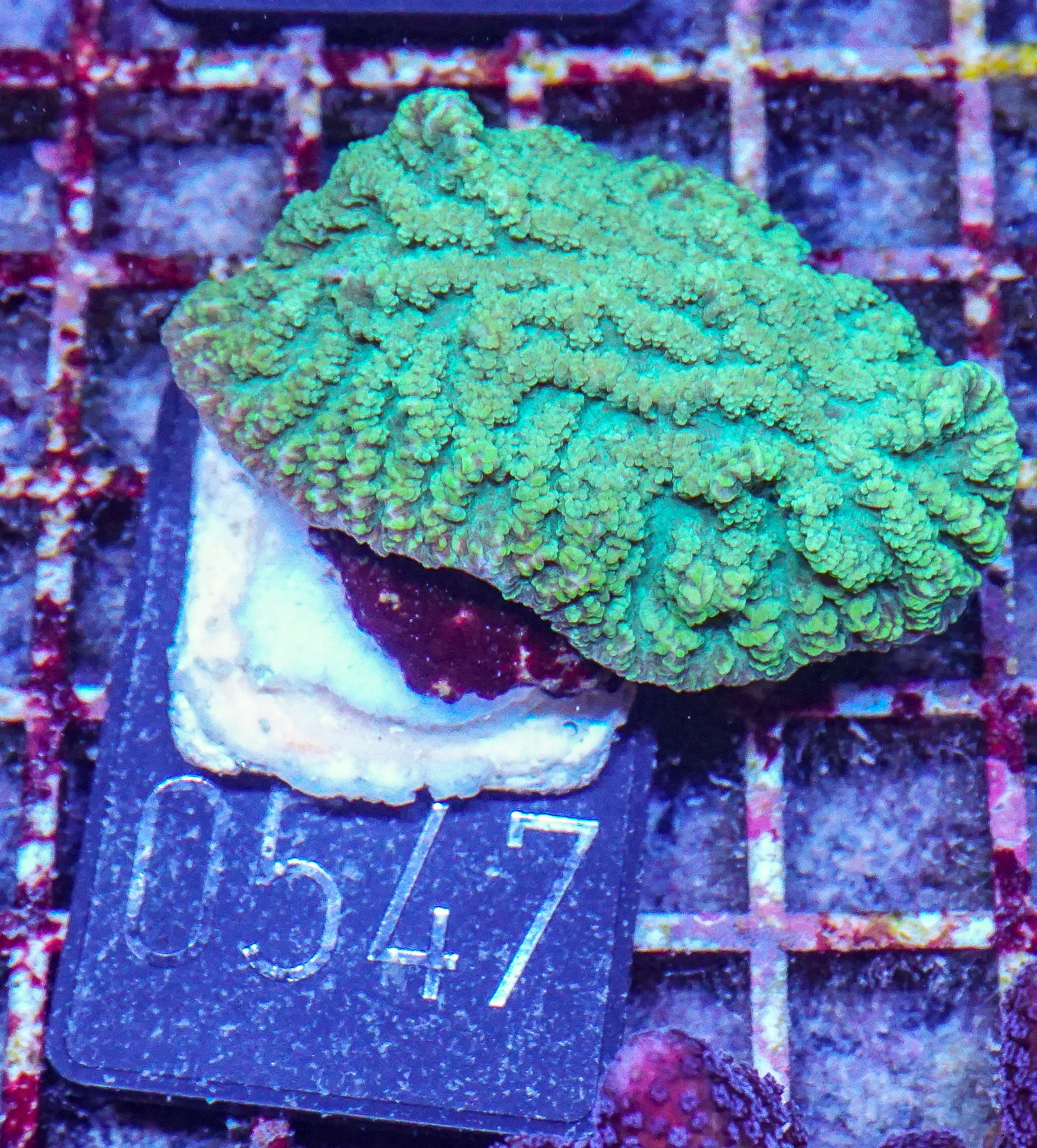 Merulina ampliata – KorallenFarm