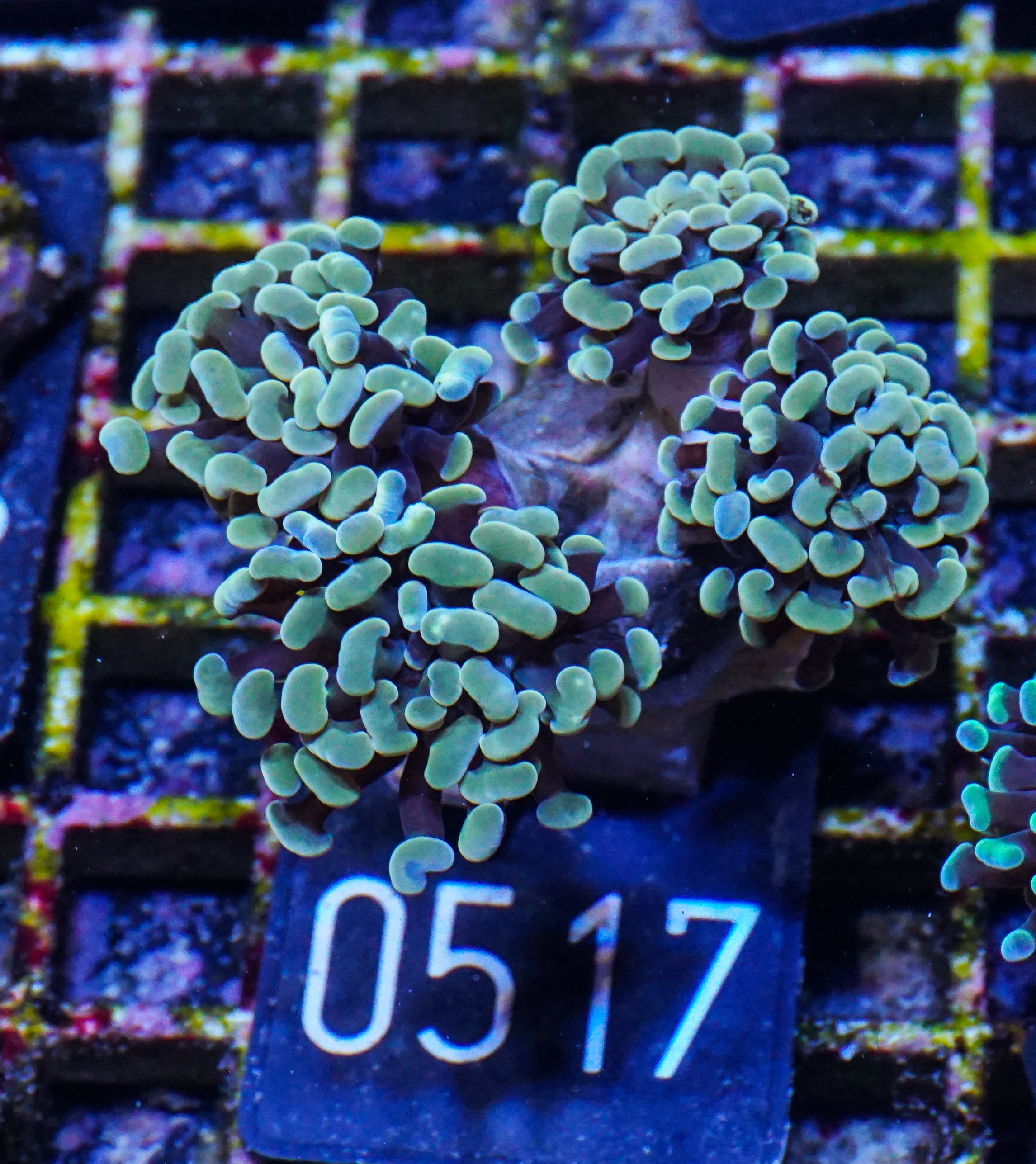 Euphyllia/Fimbriaphyllia paraancora "golden nugget" – KorallenFarm