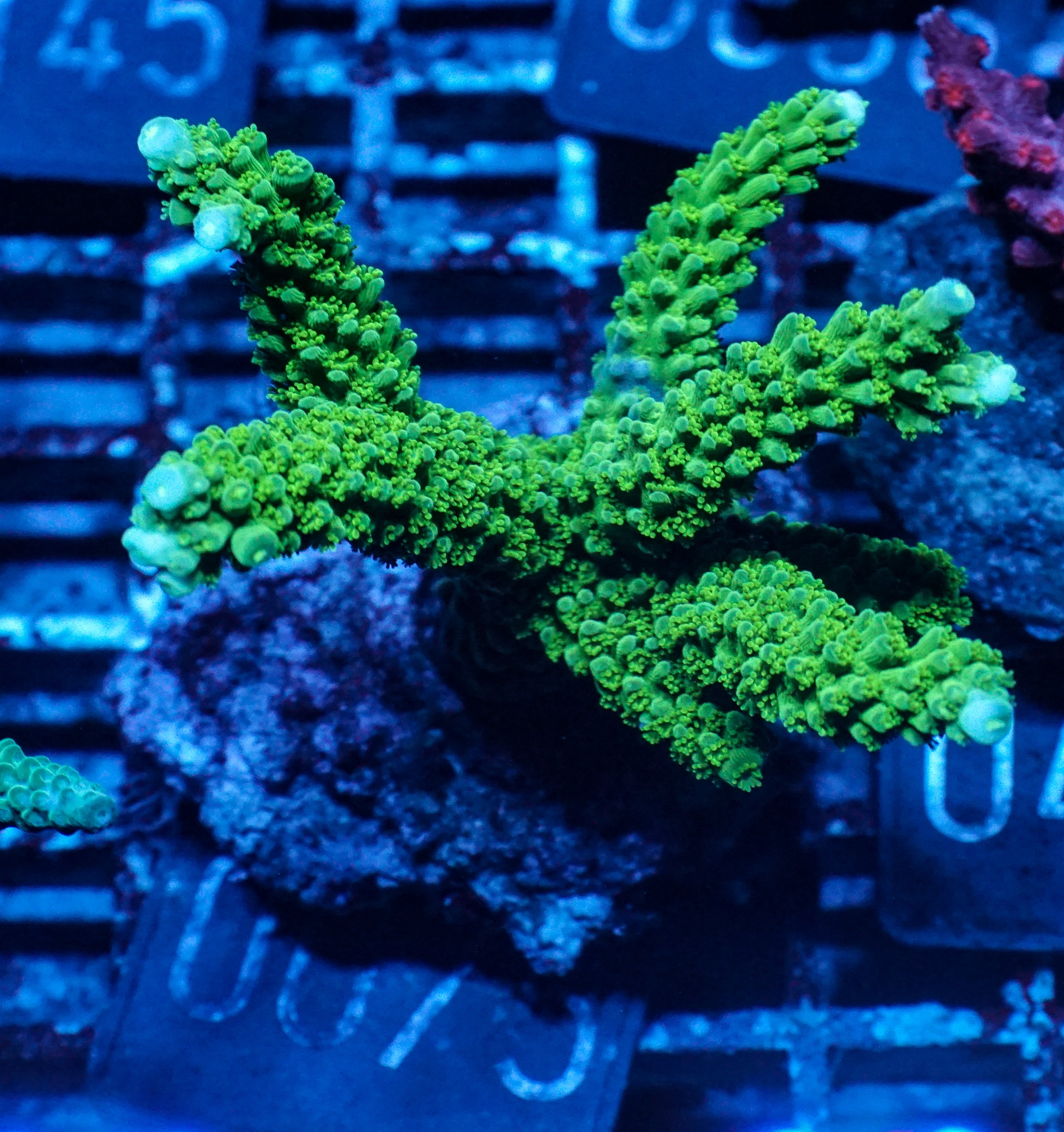 Acropora – KorallenFarm