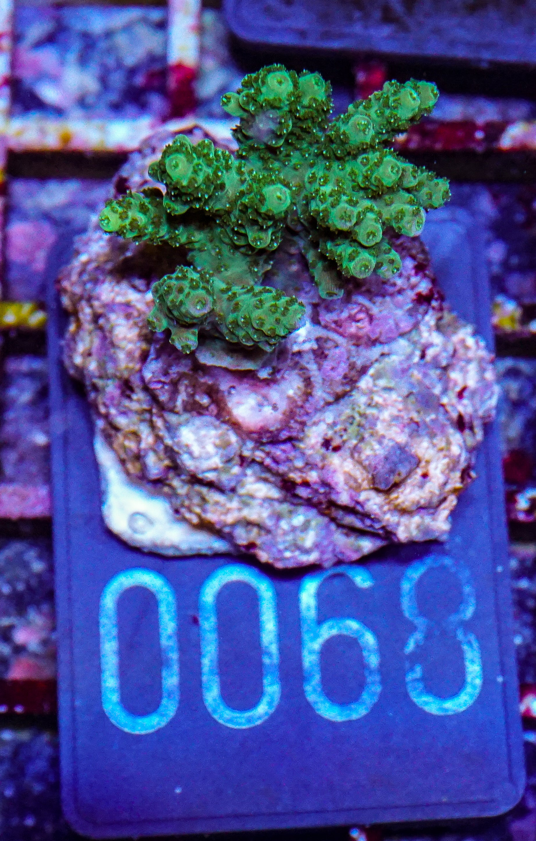 Acropora hyacinthus „green forest“ – KorallenFarm