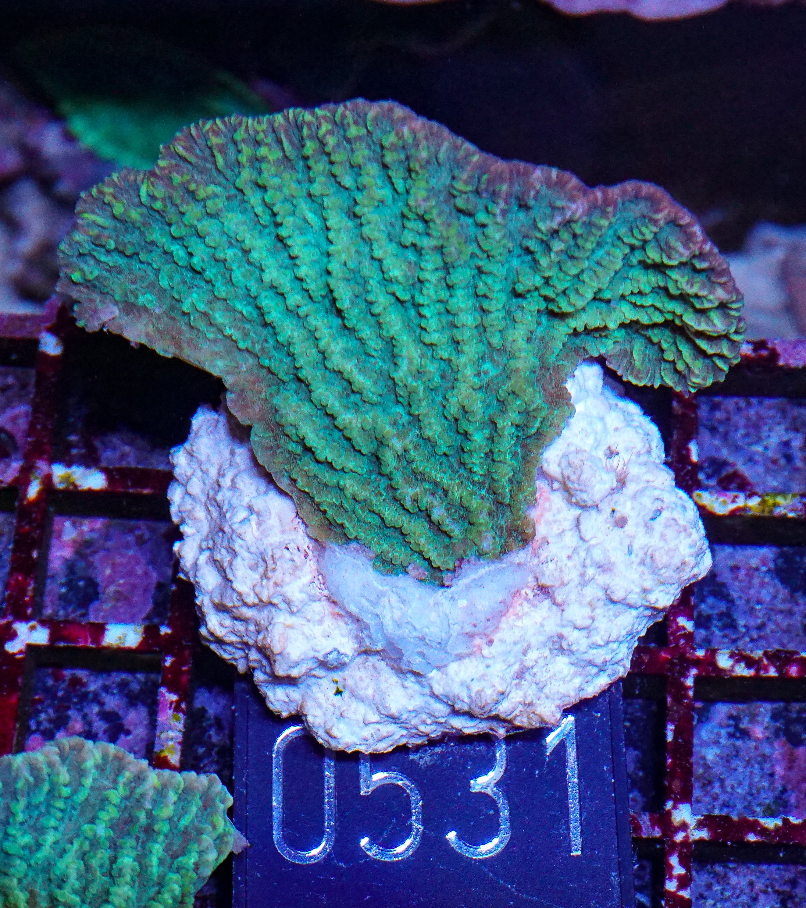 Merulina ampliata – KorallenFarm